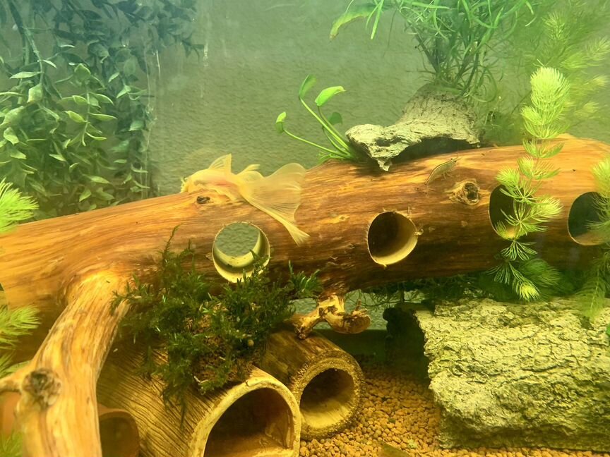 Коряга-грот в аквариум для анцитрусов,для сомов