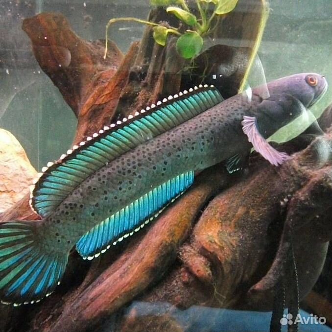 Змееголов стюарта (Channa stewartii)