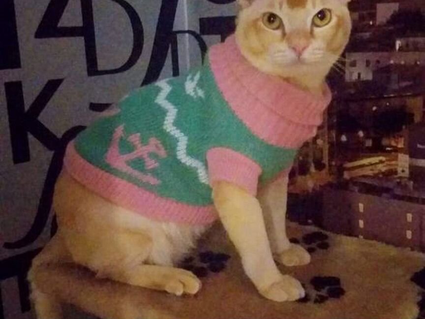 Отдам в хорошие руки породистого кота