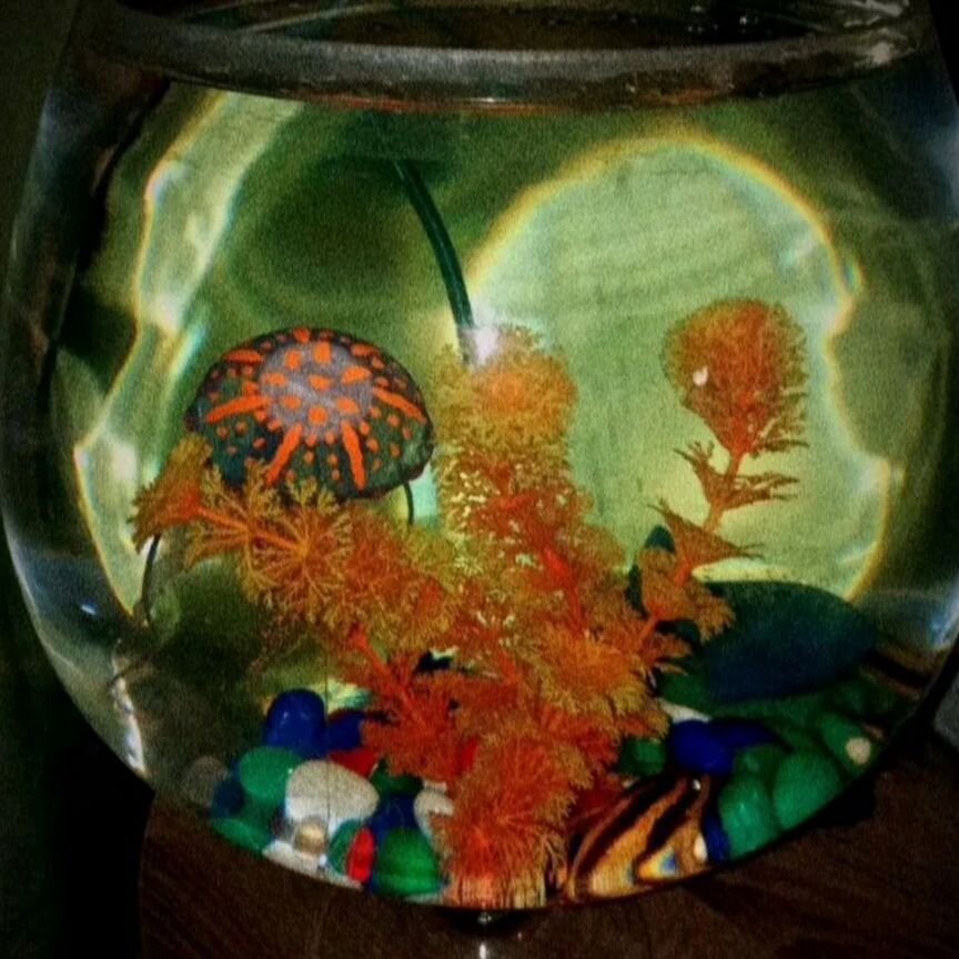 Аквариум -бокал 5.5 литроа