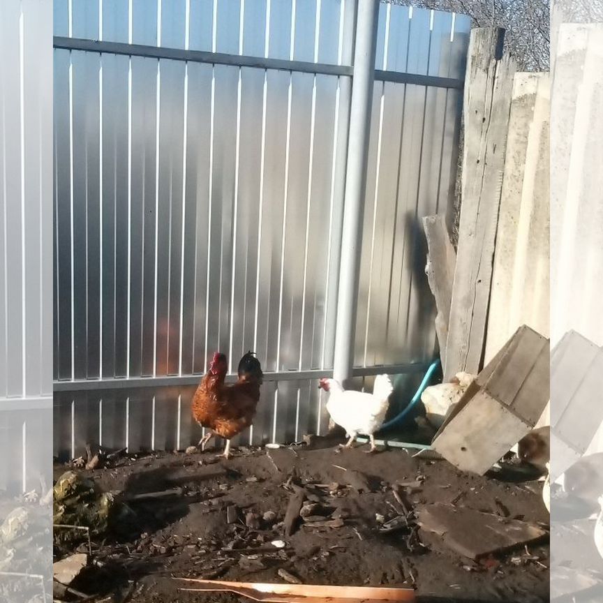 Молодые петухи