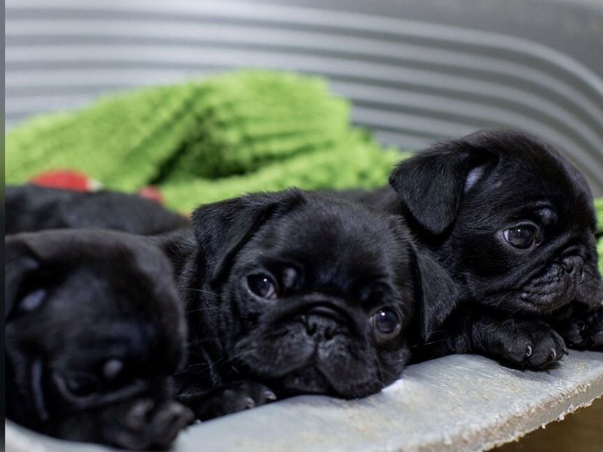 Щенки мопса