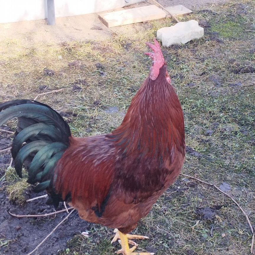 Куры и петухи домашние