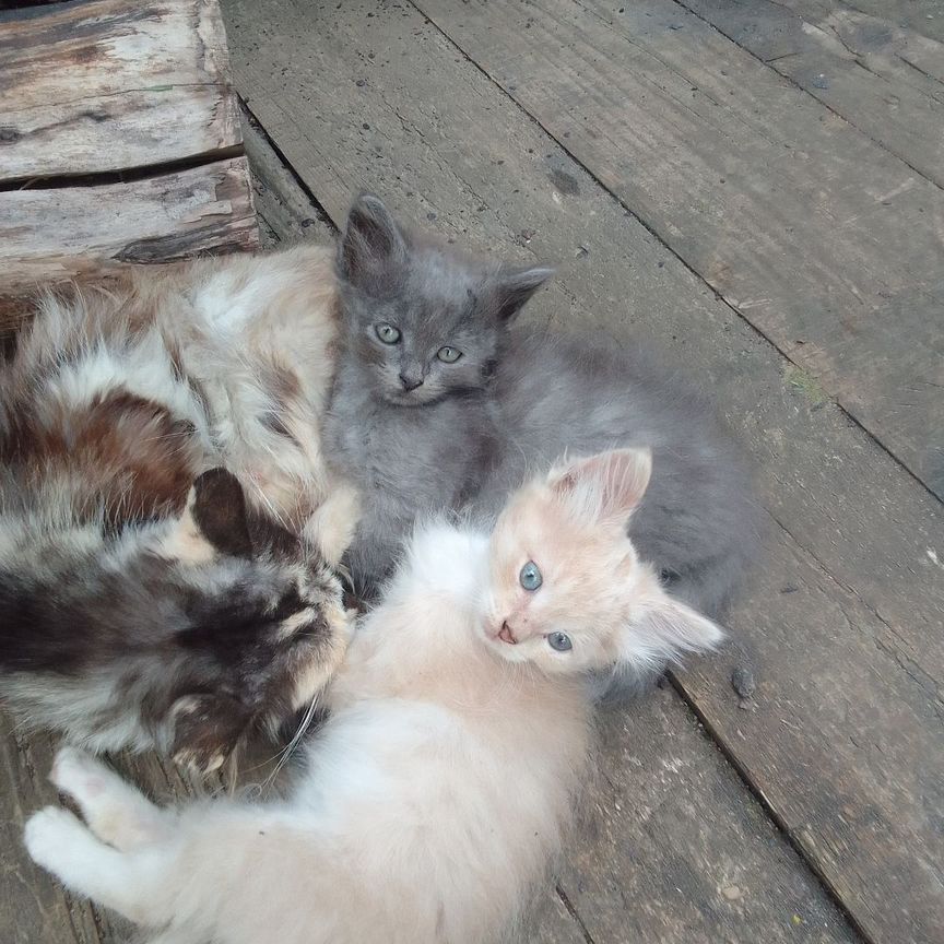 Котята