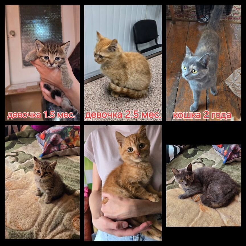 Котята и кошка ищут добрую семью