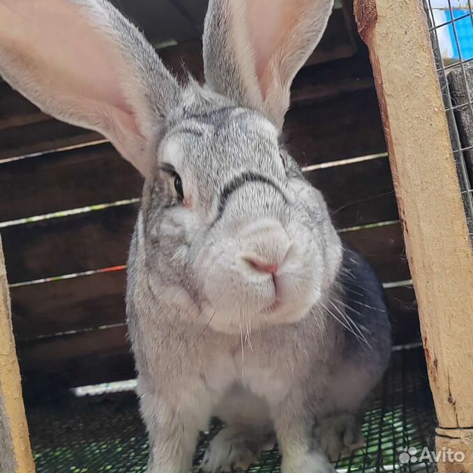 Семья кроликов с клетками