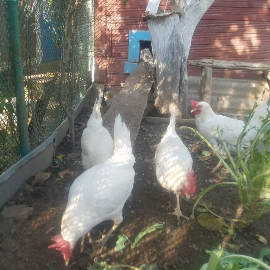 Куры несушки