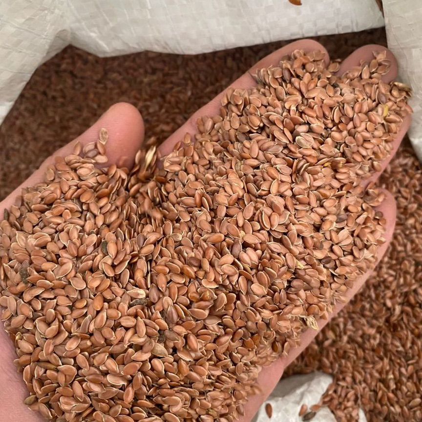 Семена Льна