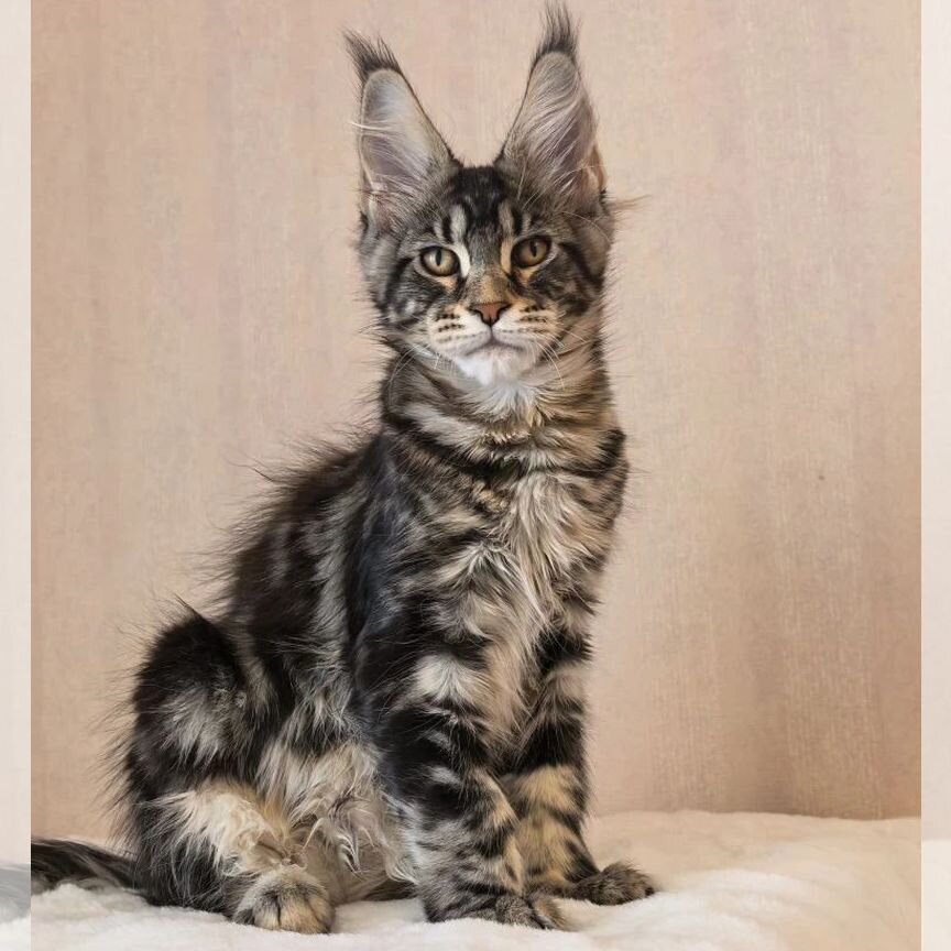 Мейн-кун котёнок