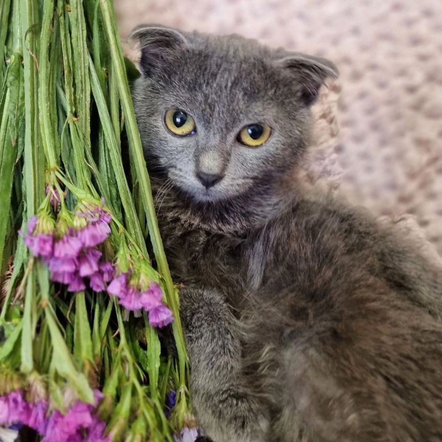 Голубая, вислоухая, котенок Брошка