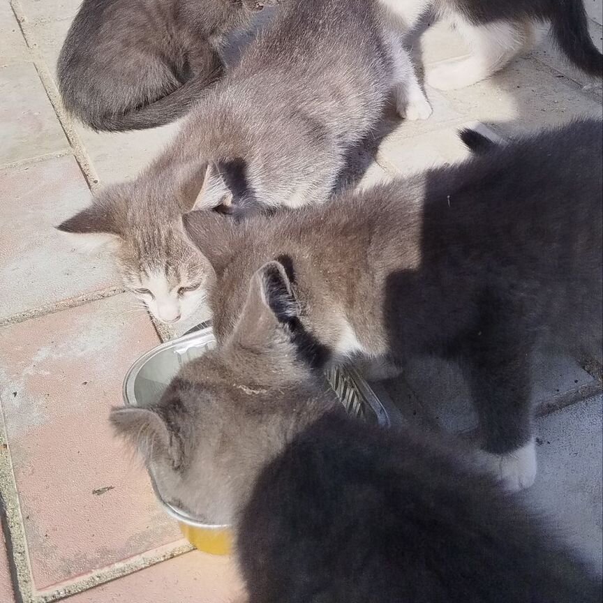 Котята. Мальчики и девочки. 2мес