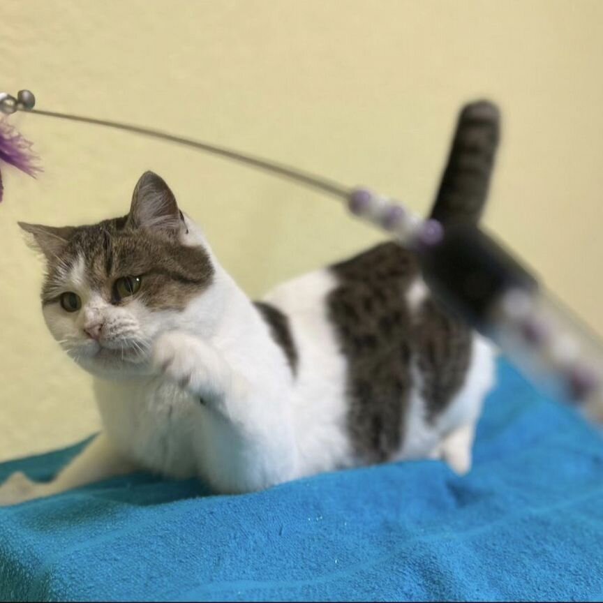 Коротколапая кошечка