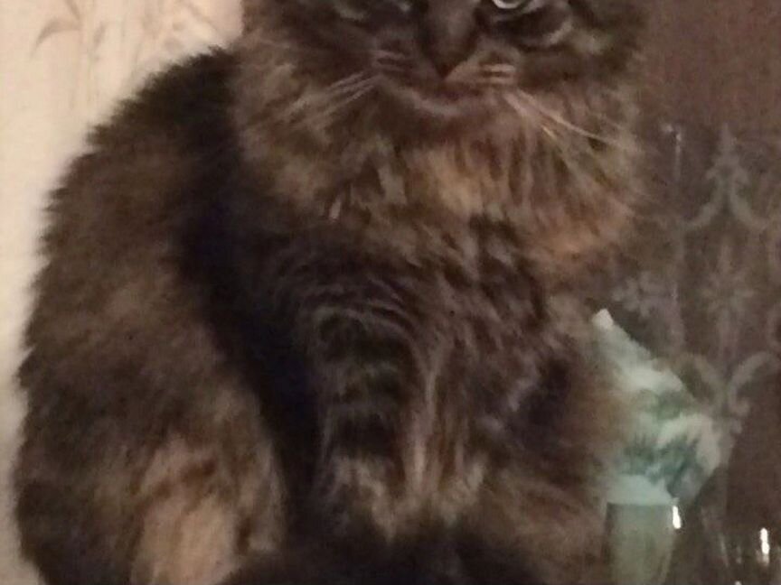 Кошки бесплатно