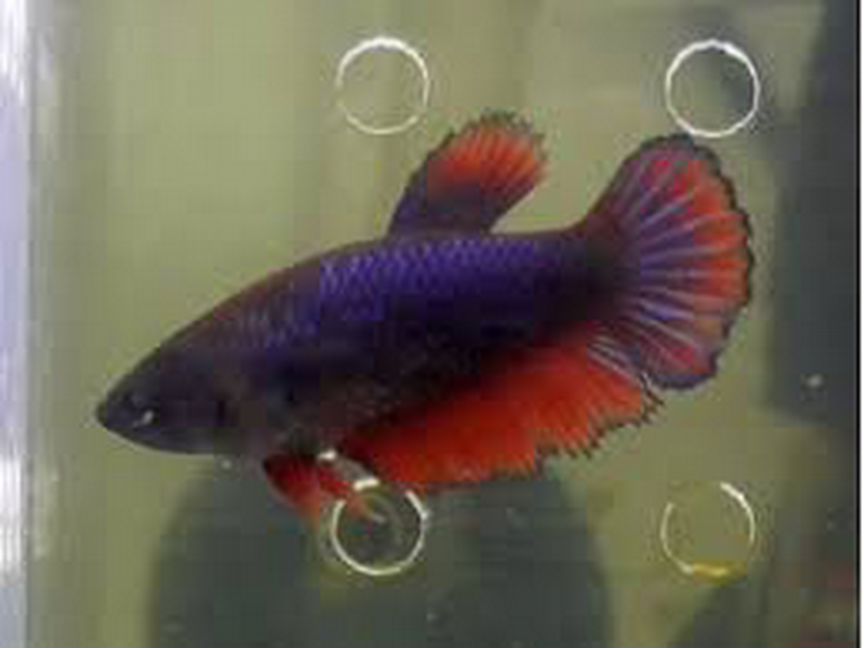 Рыбка Курочка