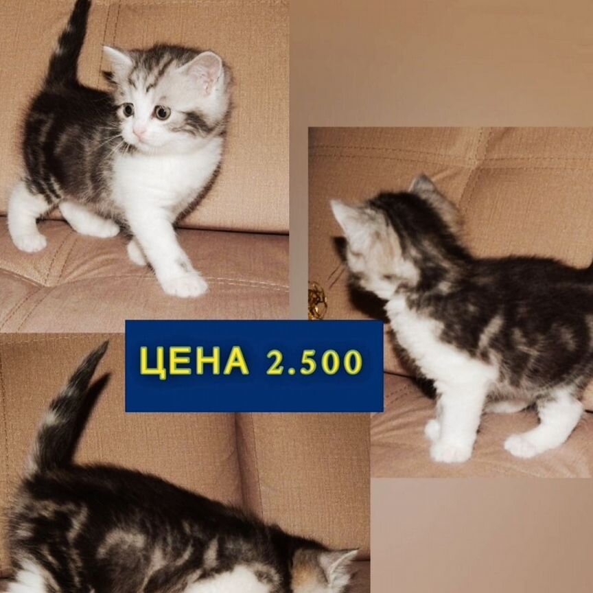 Мраморная шотландская красотка