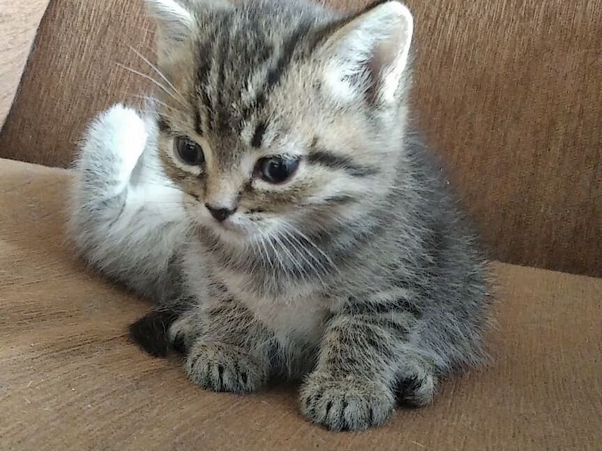 Котенок в добрые руки