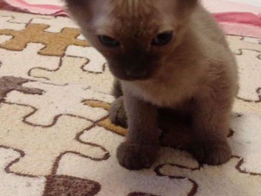 Донской сфинкс котята браш