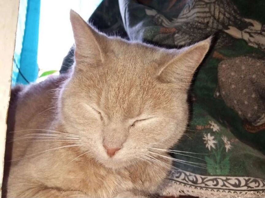 Кошка в дар