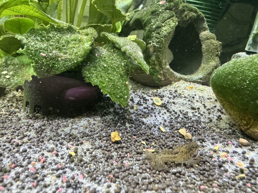 Продаю Раков мраморных