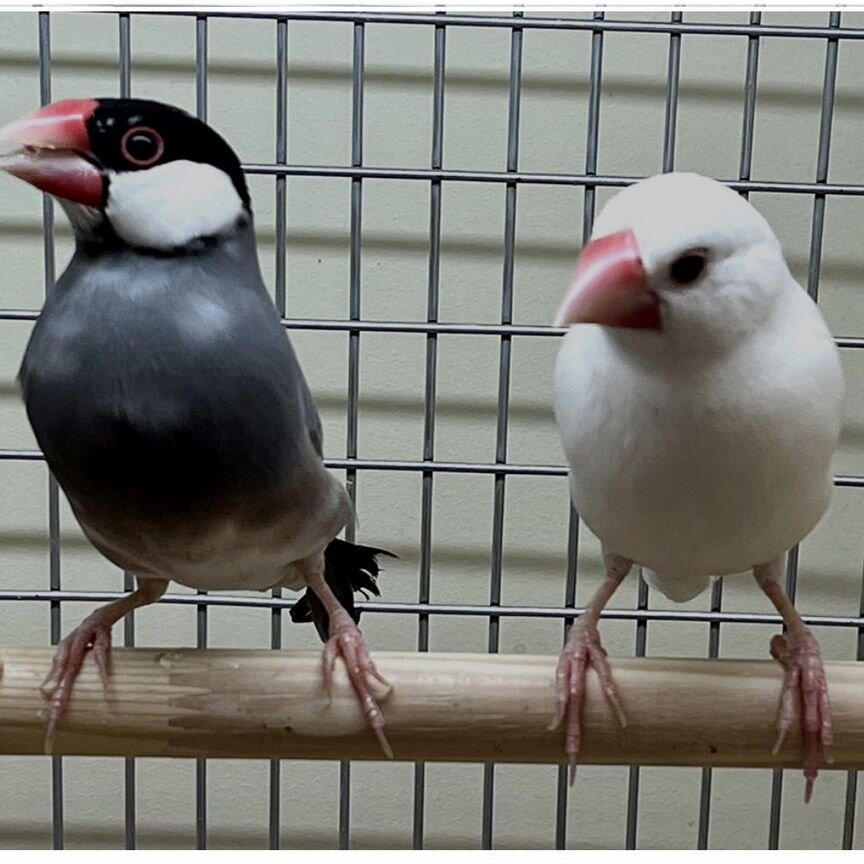 Японские Рисовые амадины