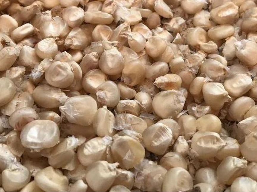 Кукуруза (белая ) столовая