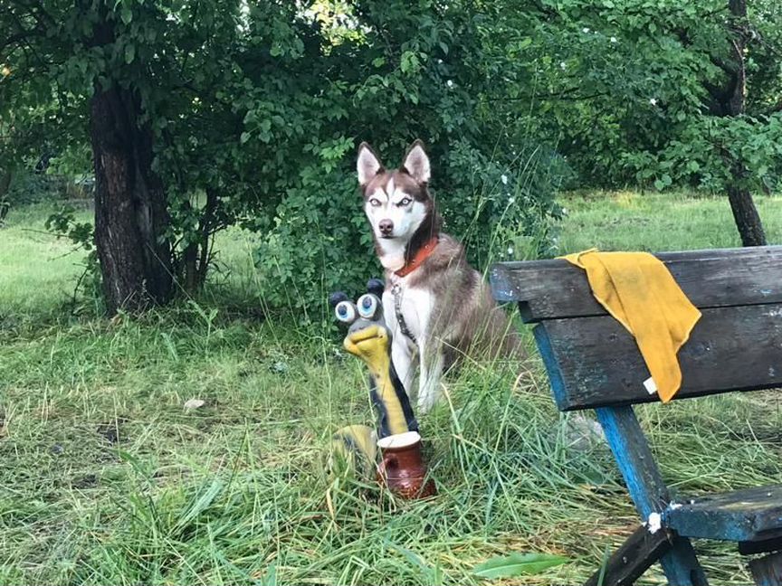 Собака в добрые руки отдам бесплатно