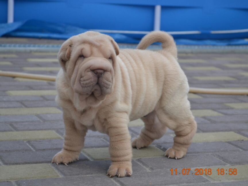 Плюшевые,бархатистые щеночки шарпейчиков