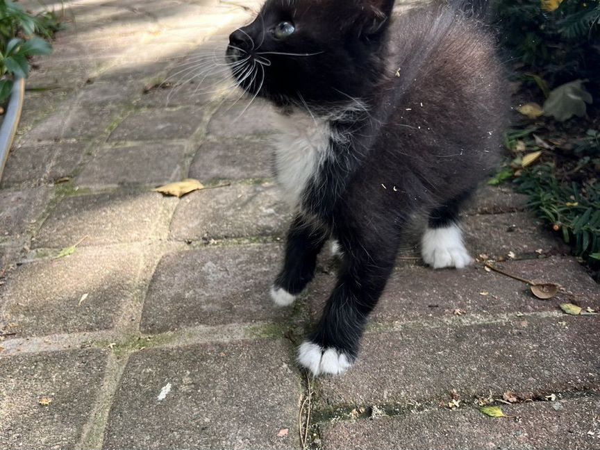 Черный котенок