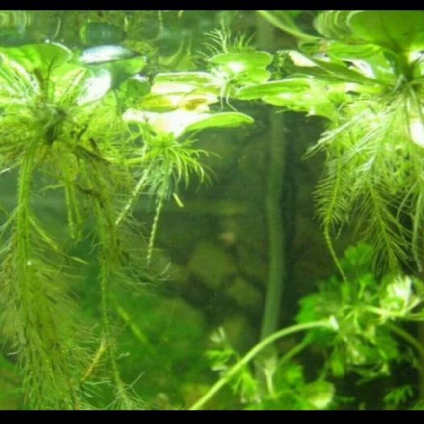 Пистия в аквариум бесплатно