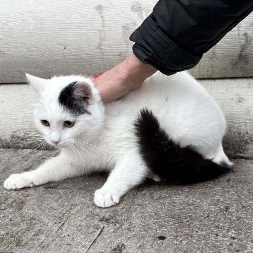 Кошечка в добрые руки