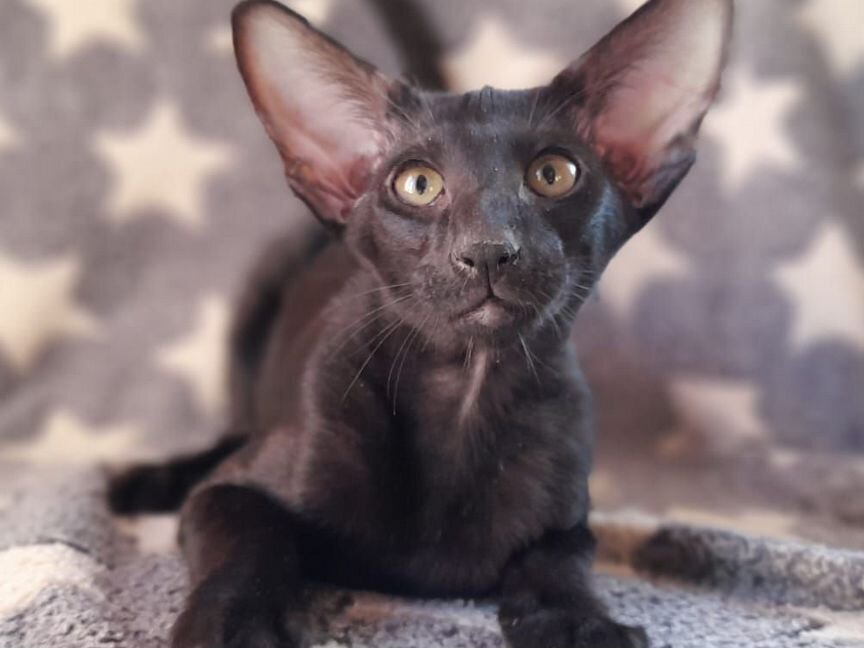 Черный красавец