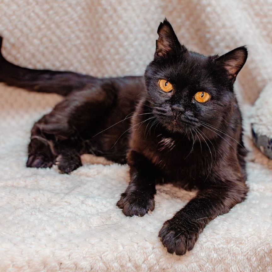 Челси ищет дом