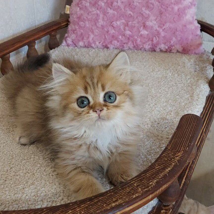 Золотая шиншилла