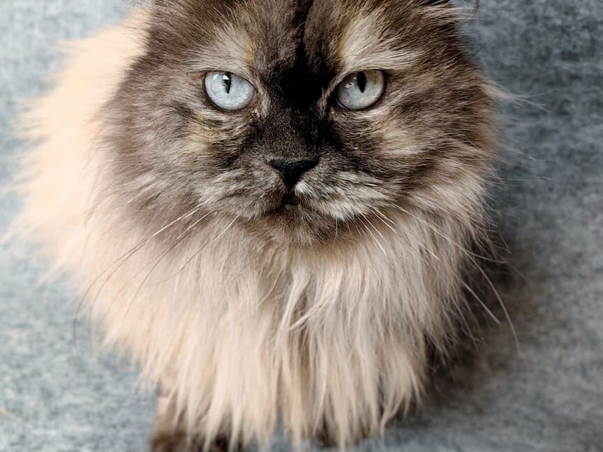 Персидская кошка