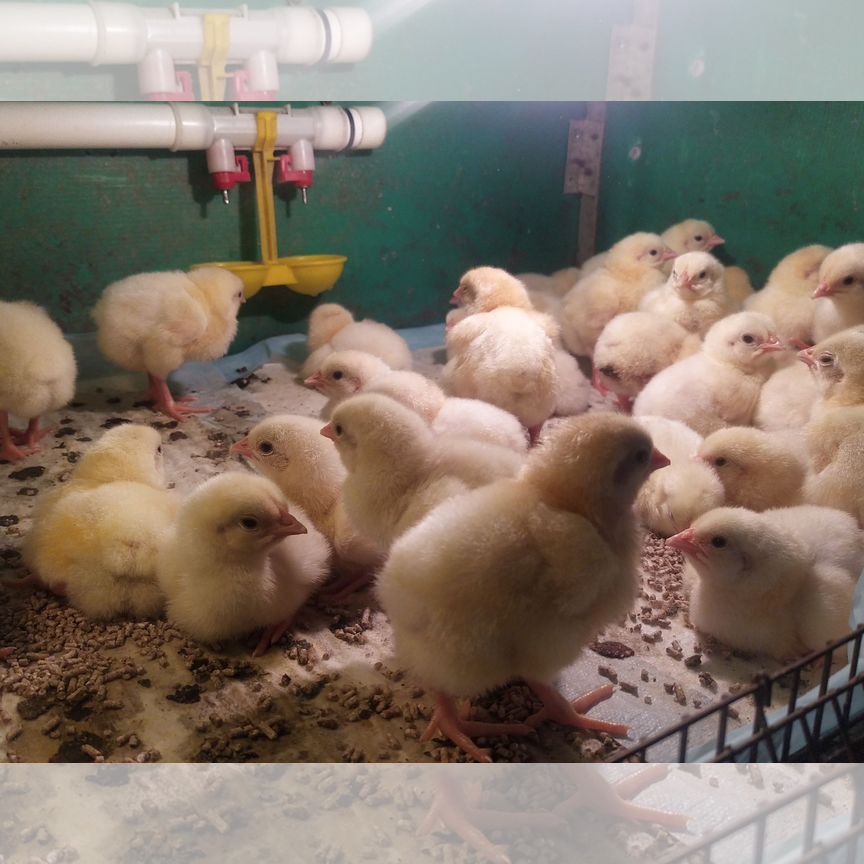 Цыплята бройлеры суточные