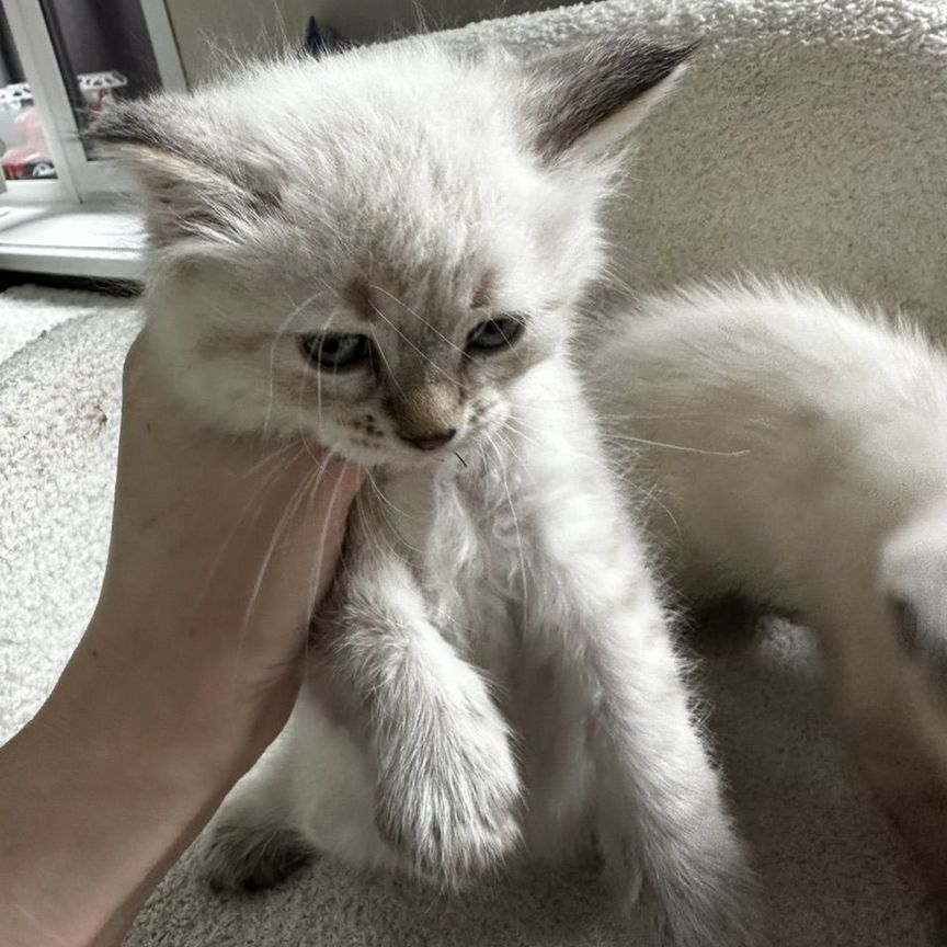 Невский маскарадный котёнок