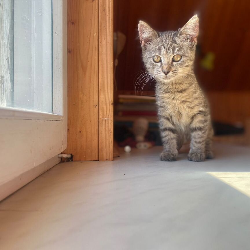 Отдам котенка в добрые руки