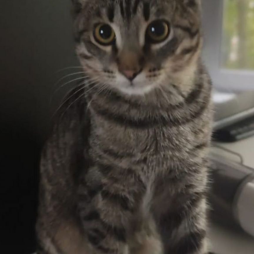 Замечательный котик