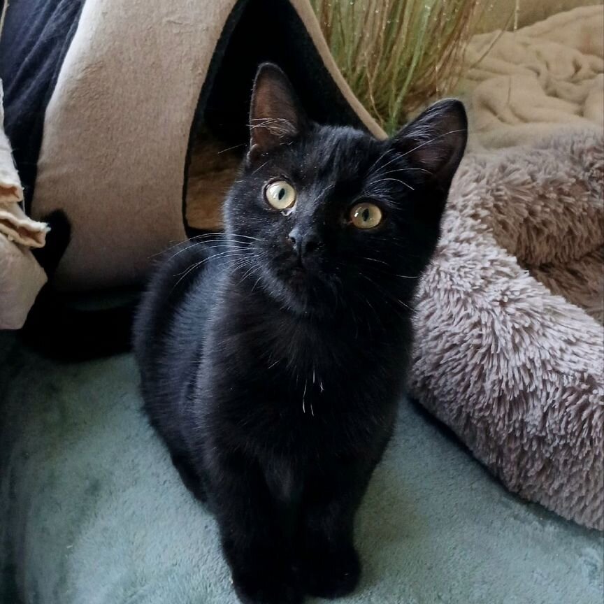 Чёрные девочки