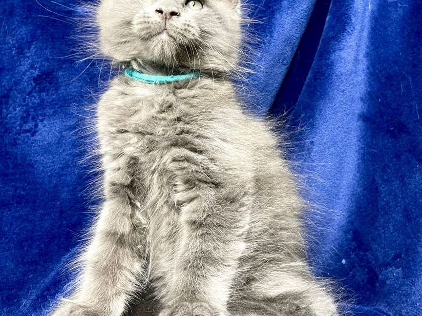 Голубой красавец Мейн-кун