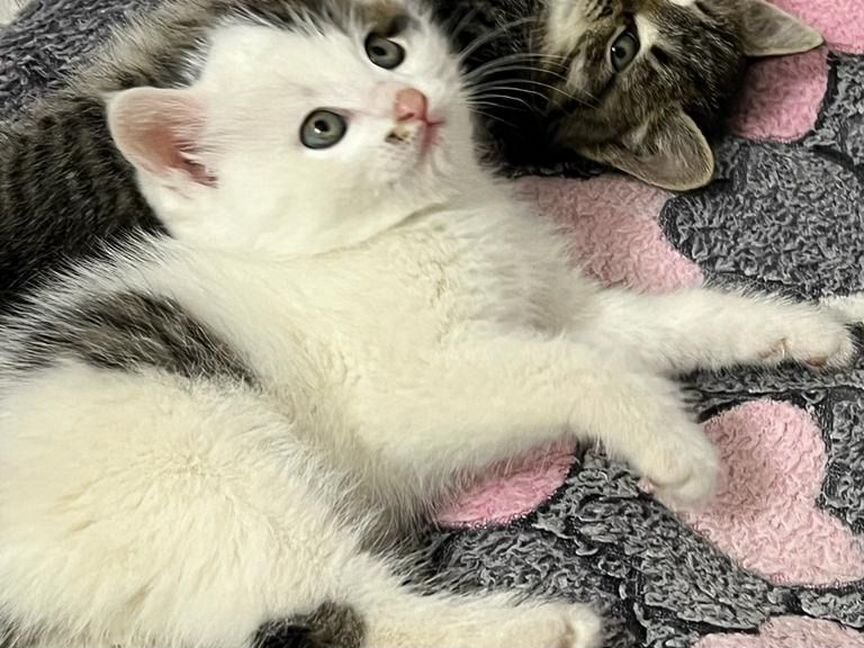 Котики 1,5 месяца ждут добрых друзей