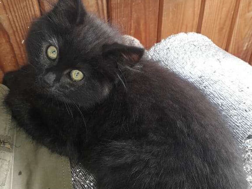 Кошка в дар