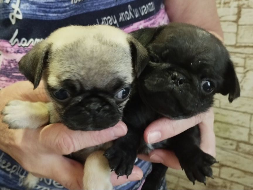 Щенки мопса