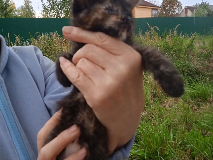 Выкинули в коробке котят