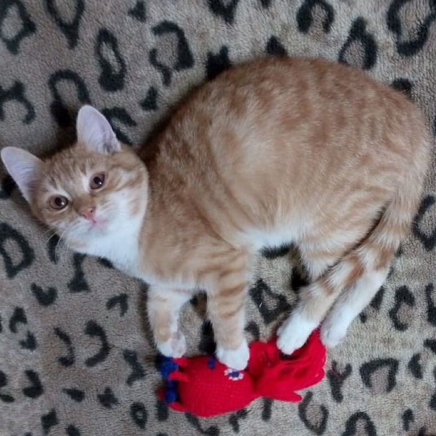 Котик с диагнозом