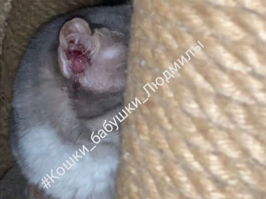 Ищем неравнодушного человека для кота