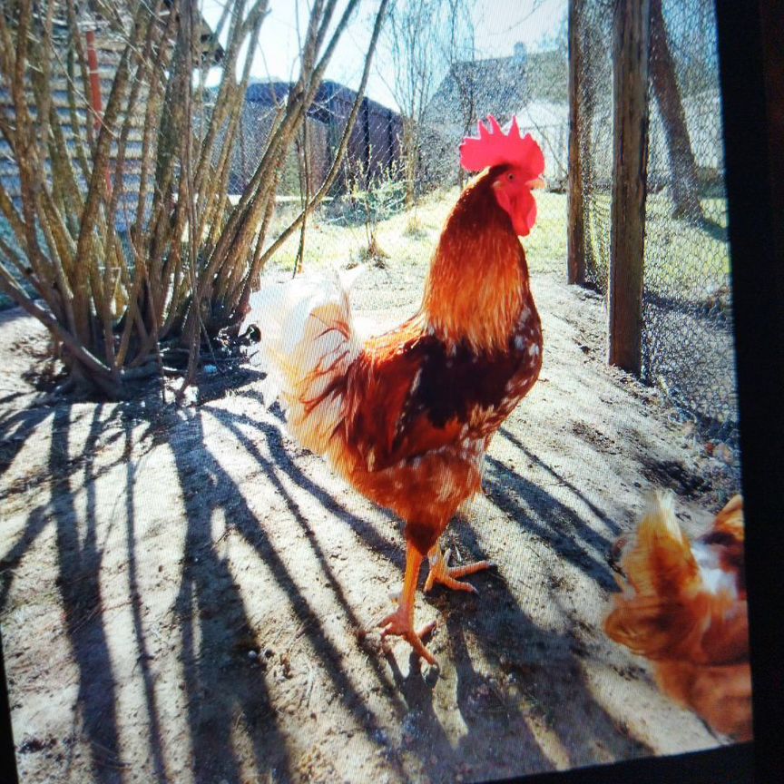 Молодые петухи