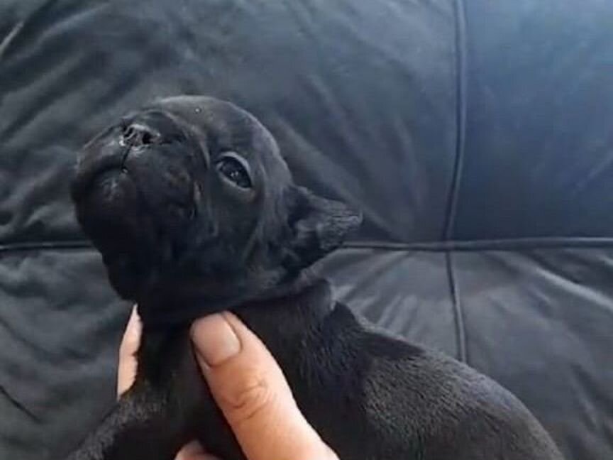 Французский бульдог щенки