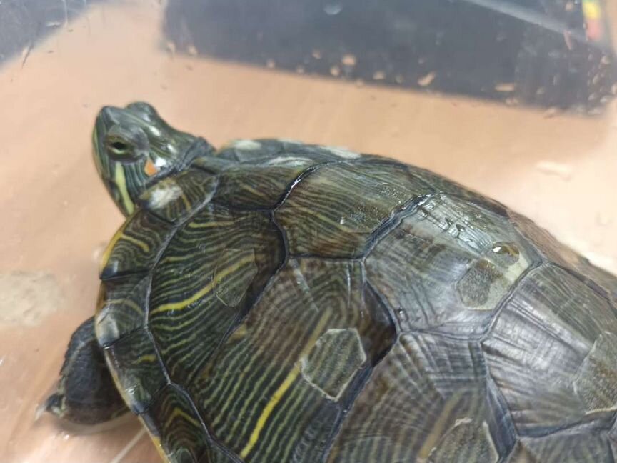 Красноухая черепаха бесплатно