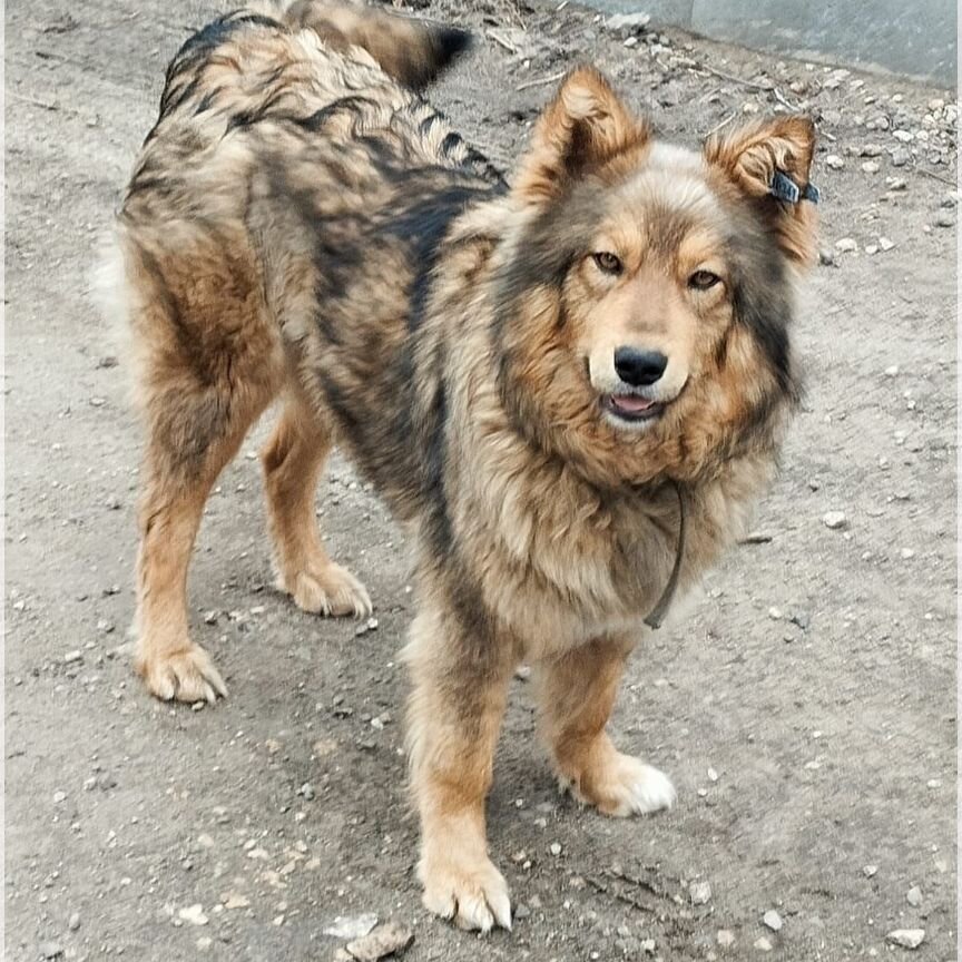 Взрослая собака в добрые руки